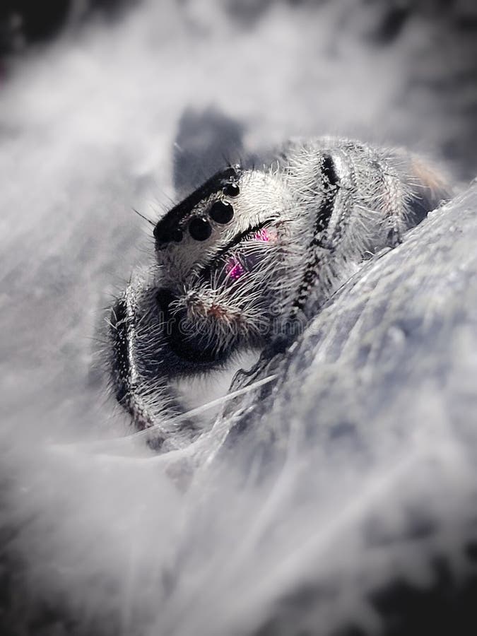 Jumping Spider Female Phidippus Regius Stock Image - Image of regius ...