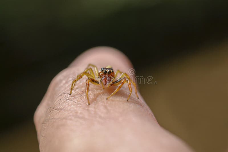 Jumping spider on finger stock photo. Image of wildlife - 91058606