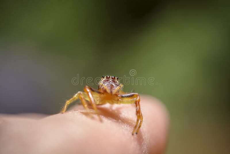 Jumping spider on finger stock photo. Image of insect - 91058990