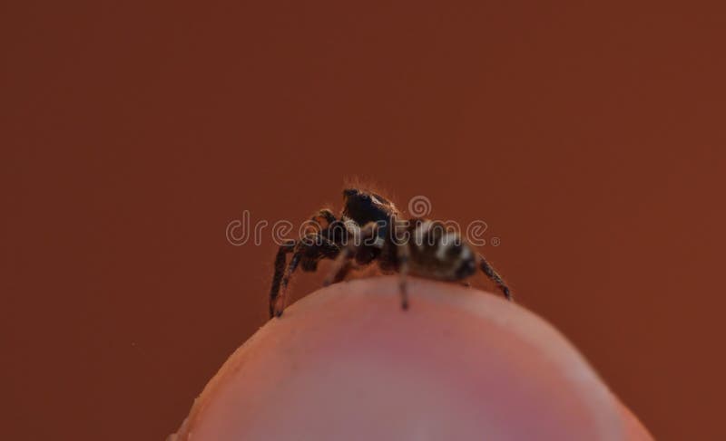 Jumping Spider on finger stock image. Image of background - 257318945