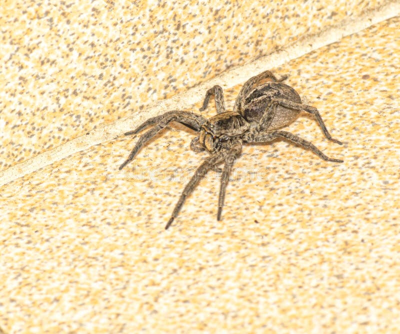 Jumping Spider Walking on the Floor Stock Image - Image of animal ...
