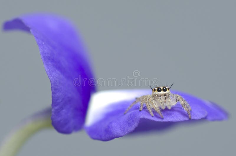 Jumping spider on flower stock photo. Image of flower - 21450510
