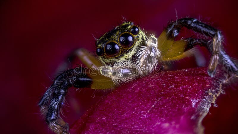 Jumping spider on flower stock photo. Image of outside - 215604024