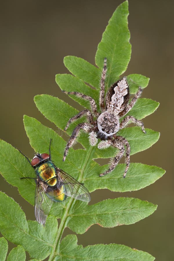 Jumping spider with fly stock image. Image of vertical - 15091043
