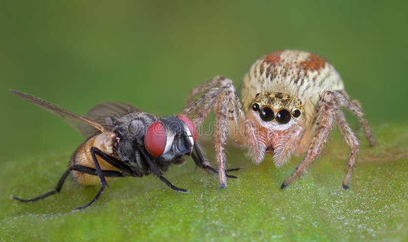 Jumping spider and fly 3 stock image. Image of nature - 3791659