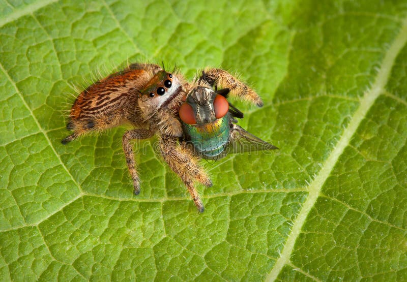 Jumping spider with fly stock image. Image of invertebrate - 58177245