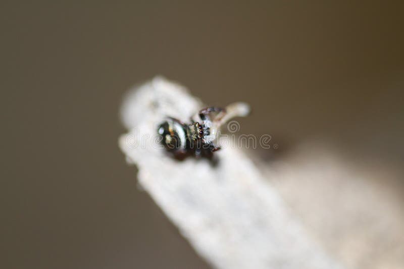 Jumping Spider with Fly Meal Phidippus Carneus Stock Photo - Image of ...