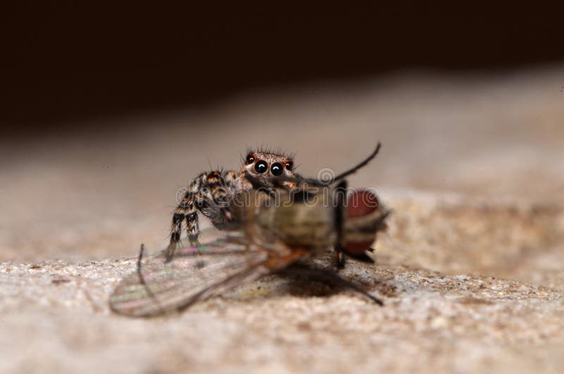 Jumping spider stock image. Image of black, color, background - 75042049