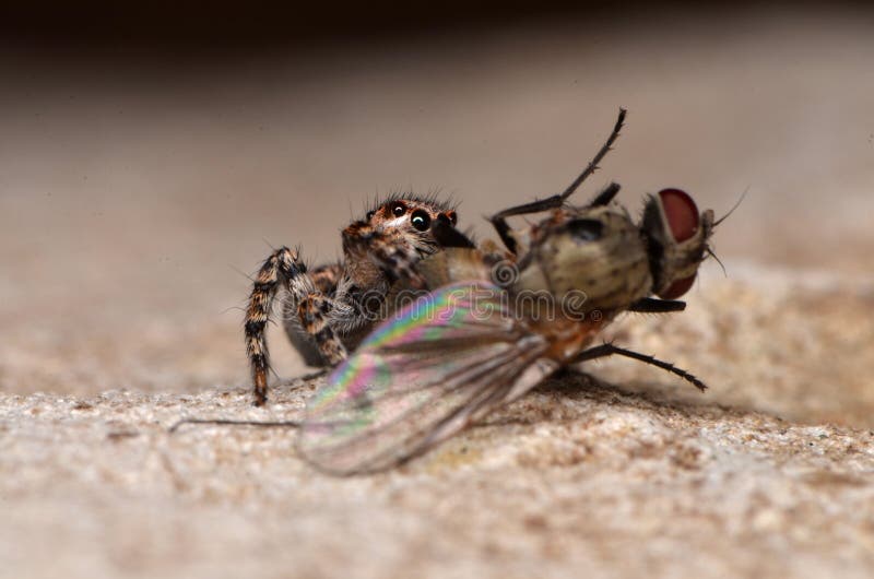 Jumping spider stock image. Image of hopping, encarpatus - 75043223
