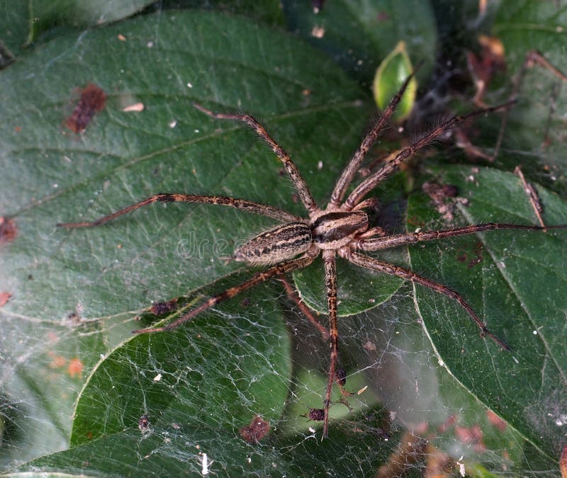 130 Hedge Spider Web Stock Photos - Free & Royalty-Free Stock Photos ...