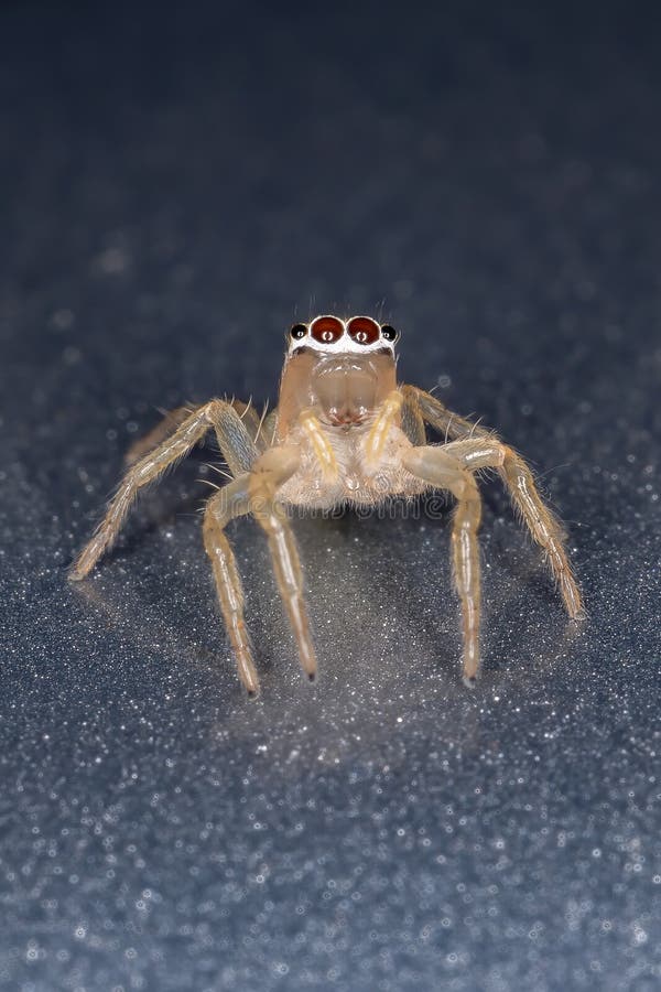 Jumping Spider stock image. Image of green, macro, black - 195387909