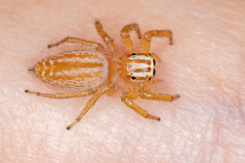 Jumping Spider stock photo. Image of distincta, fauna - 195489510