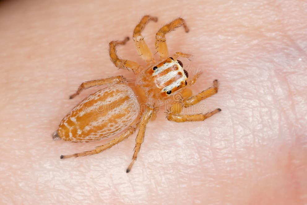 Jumping Spider stock image. Image of animal, fauna, brown - 195489501