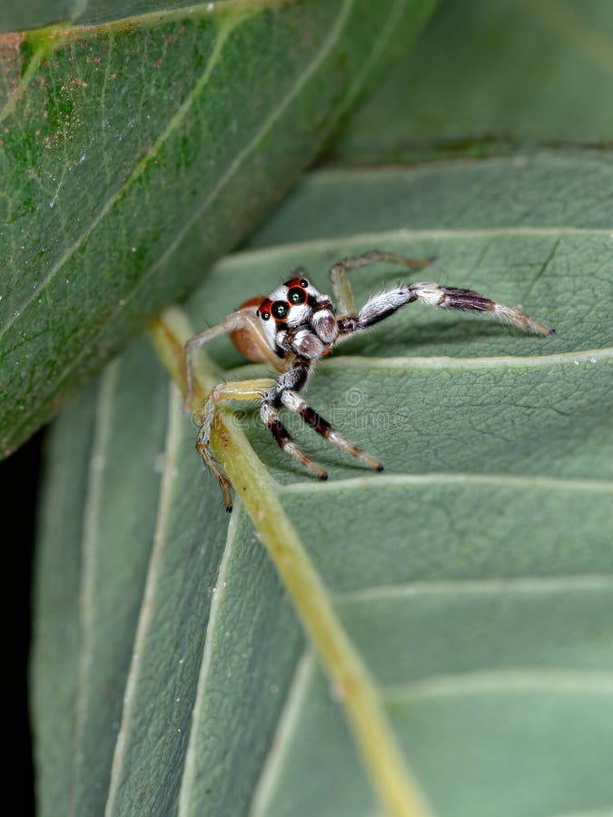 Jumping Spider stock photo. Image of closeup, cerrado - 196072248