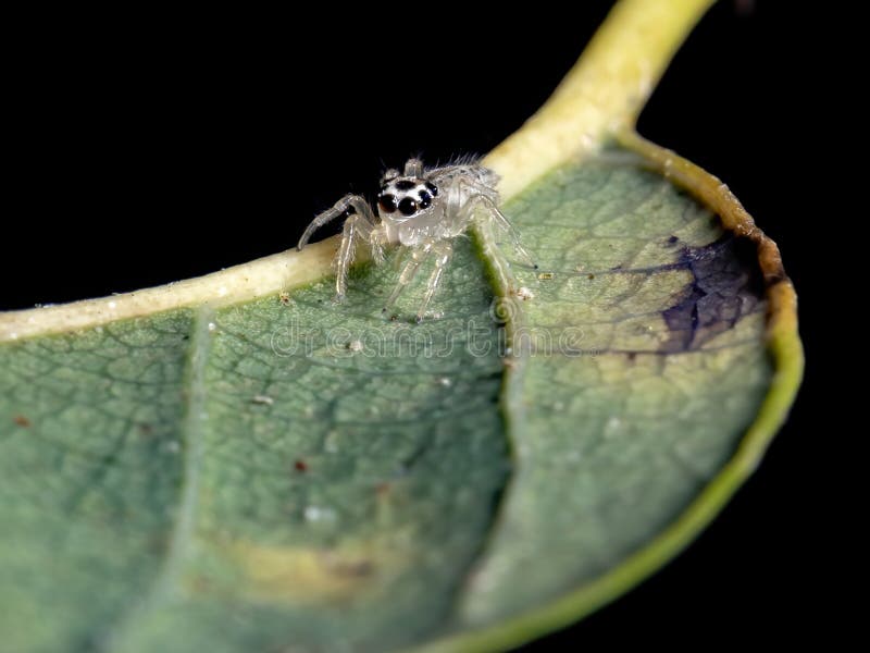 Jumping spider stock image. Image of colorful, male - 195699633