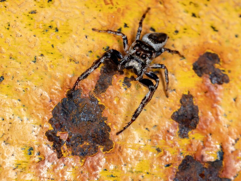 Jumping Spider stock photo. Image of leaf, albopilosus - 195704028