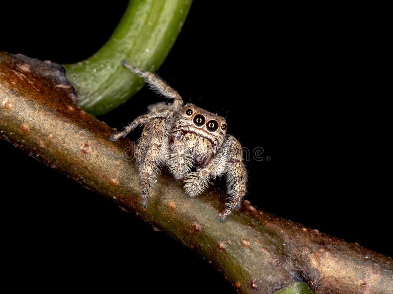 Jumping Spider stock image. Image of black, arachnidae - 196066745