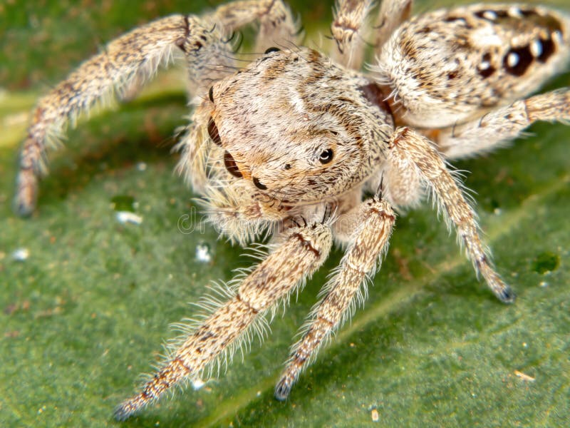Jumping Spider stock photo. Image of arachnidae, body - 196066816