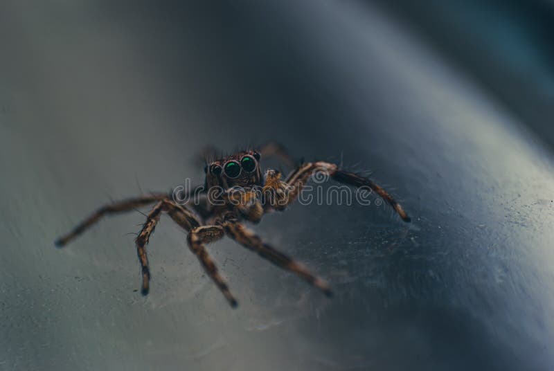 Jumping Spider on Glass Surface Stock Photo - Image of pest, spider ...