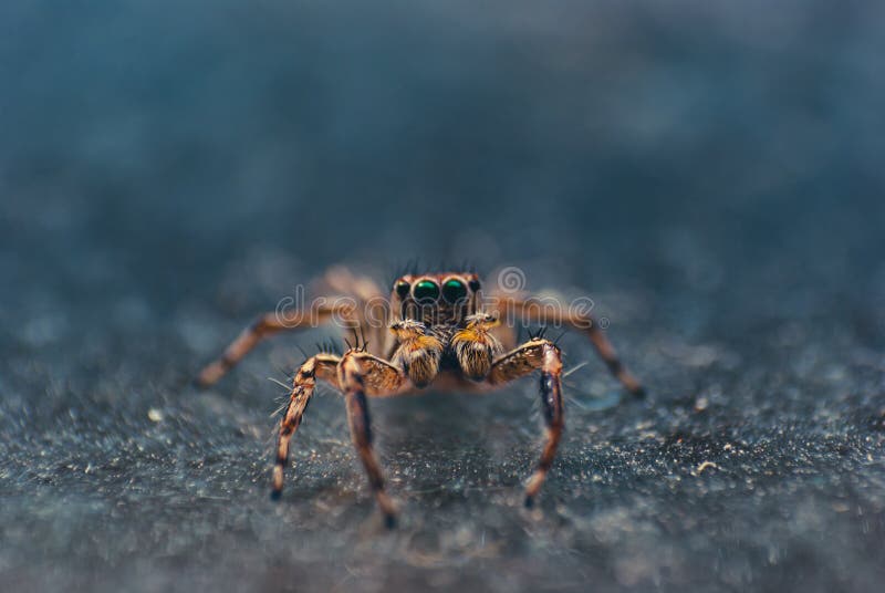 Jumping Spider on Glass Surface Stock Image - Image of invertebrate ...