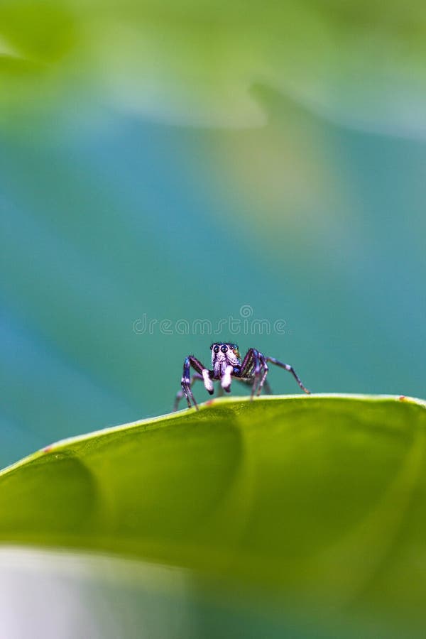 Jumping spider stock image. Image of animal, cute, jungle - 46659617