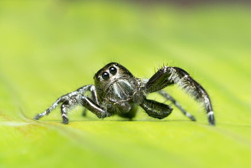 Jumping spider stock photo. Image of arachnid, nature - 58504550