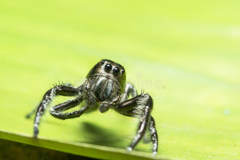 Jumping spider stock photo. Image of jungle, jumping - 58504566
