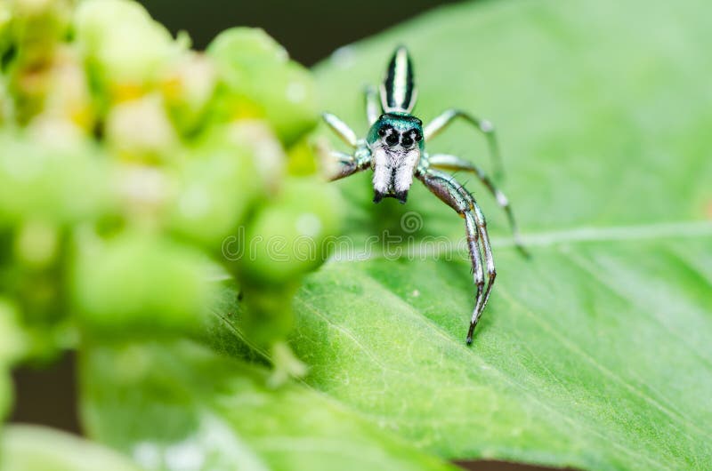 Jumping Spider in Green Nature Stock Photo - Image of spring ...