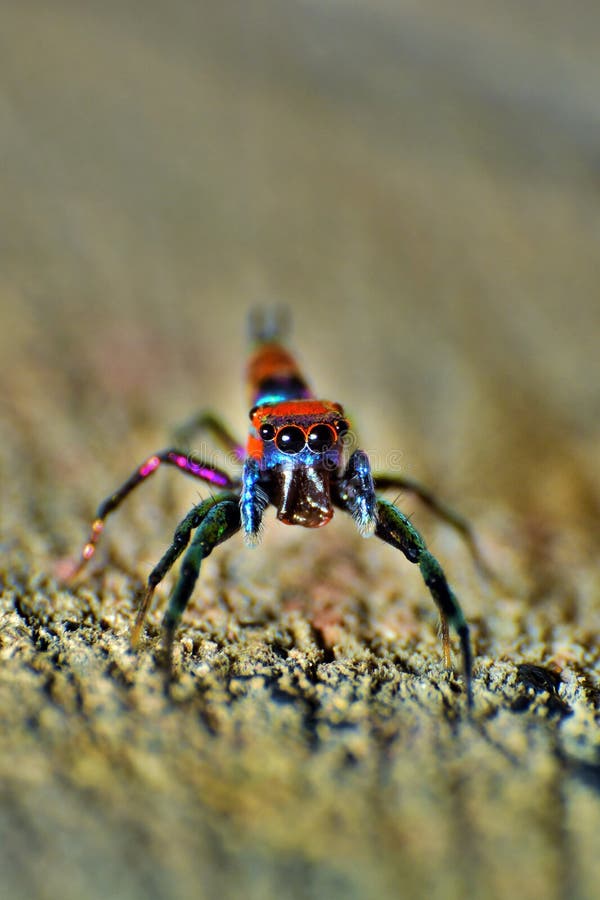 Jumping Spider on the Ground. Stock Photo - Image of animal, garden ...