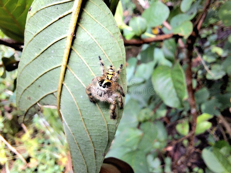 Jumping Spider on Guava Leaf Stock Image - Image of guava, jumping ...