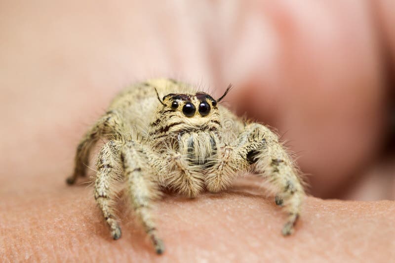 Jumping spider stock photo. Image of color, jumper, legs - 58504536