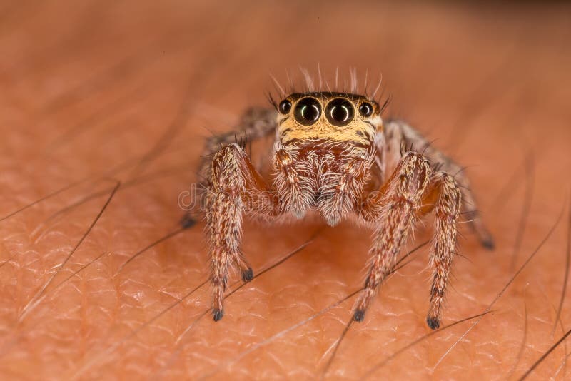 A Jumping spider on hand stock image. Image of beautiful - 93041337