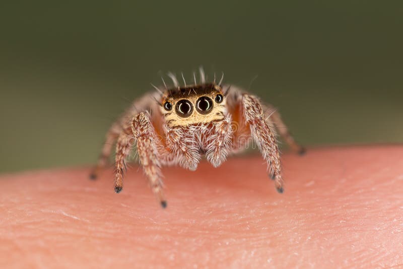 A Jumping spider on hand stock photo. Image of wildlife - 93041362
