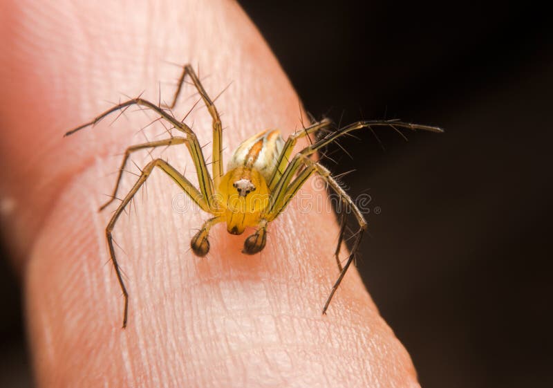 Jumping spider on hand stock photo. Image of hand, fangs - 29308352