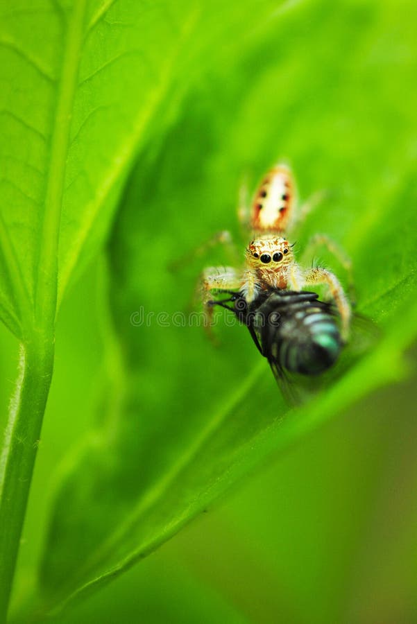 Jumping Spider Having Just Caught a Fly Stock Photo - Image of hunting ...