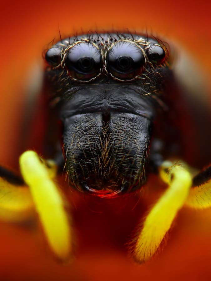 Jumping Spider Head Closeup Stock Image - Image of macro, cute: 34813741