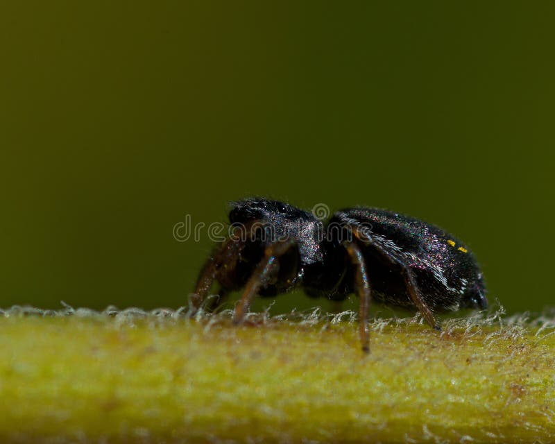 Jumping Spider, Heliophanus Sp Stock Photo - Image of jumping, straw ...