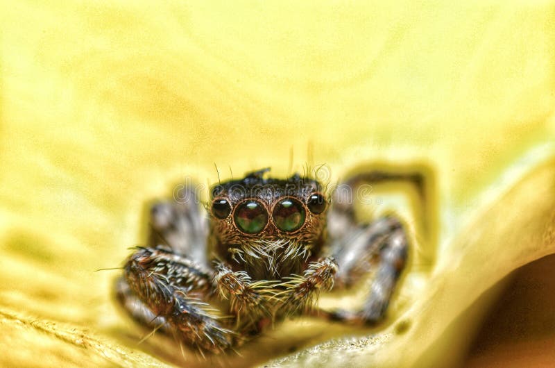Jumping Spider High Magnification Macro Stock Photo - Image of honeybee ...