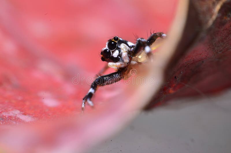 Jumping Spider High Magnification Macro Stock Image - Image of animal ...