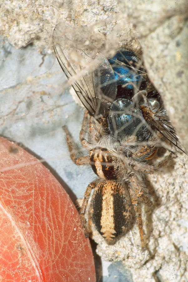 Jumping Spider with His Prey , a Blue Fly Stock Image - Image of cobweb ...