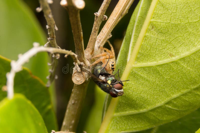 Jumping spider hunting fly stock image. Image of macro - 55504735