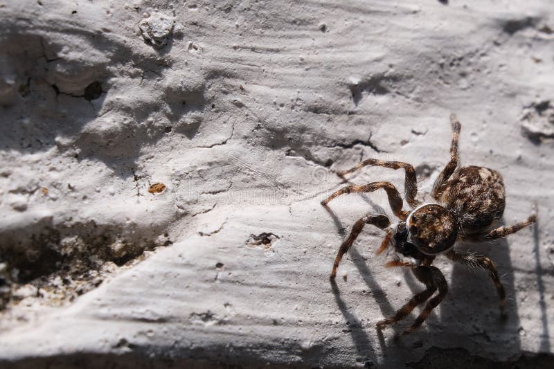 Jumping Spider Hunting in the Morning Stock Photo - Image of closeup ...