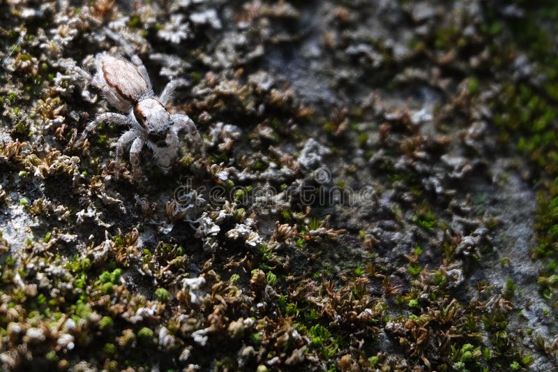 Jumping Spider Hunting on the Wall Stock Photo - Image of insect, moss ...