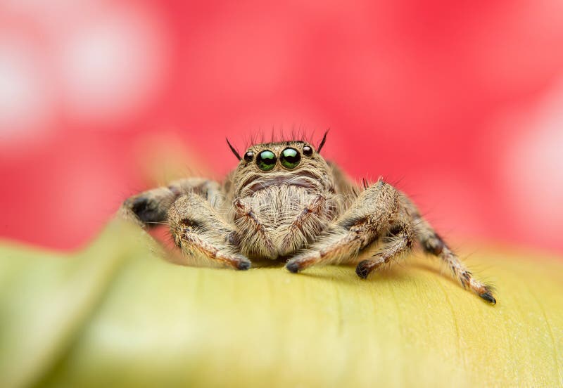 Jumping Spider Screen Stock Photos - Free & Royalty-Free Stock Photos ...