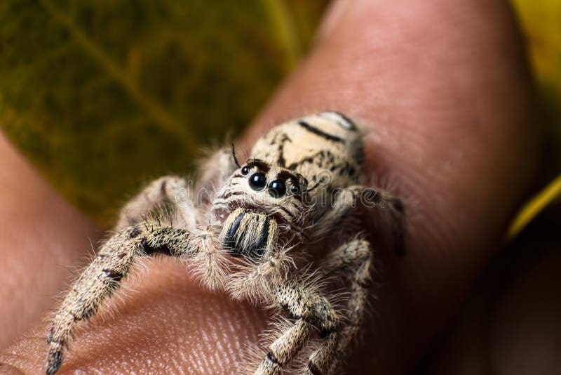 Jumping spider on hand stock photo. Image of hand, fangs - 29308352