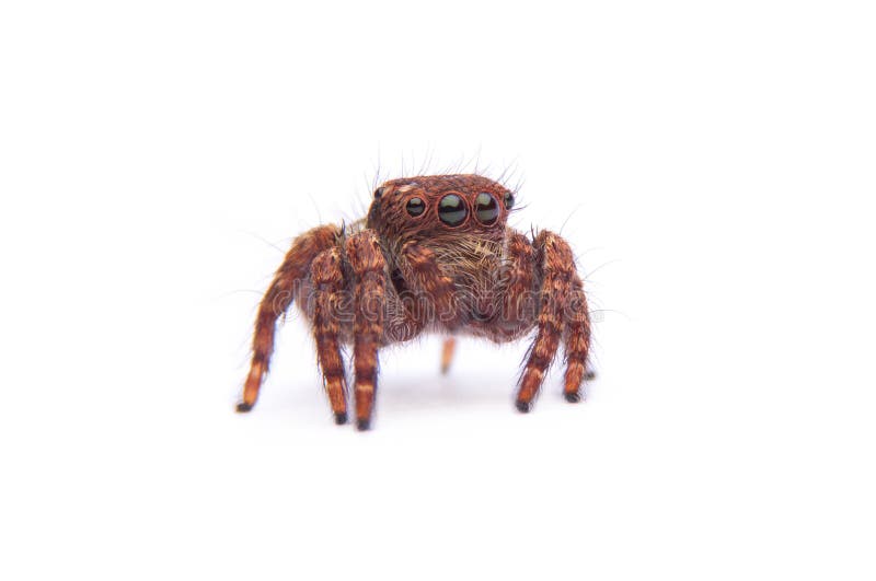 Jumping Spider Isolated On White Background Stock Photo - Image of ...