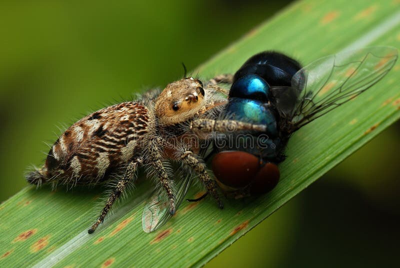 Jumping Spider with Its Prey Stock Photo - Image of wildlife, grass ...