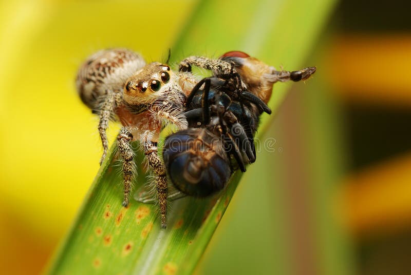Jumping Spider with Its Prey Stock Photo - Image of wildlife, foliage ...