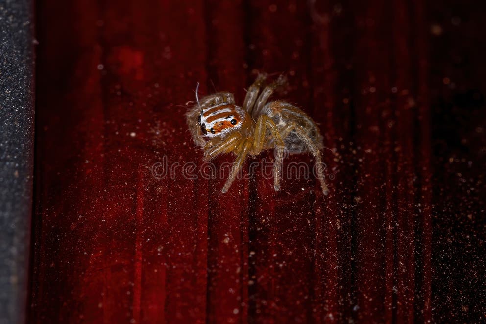 Jumping Spider stock image. Image of leaf, jumper, closeup - 195299961