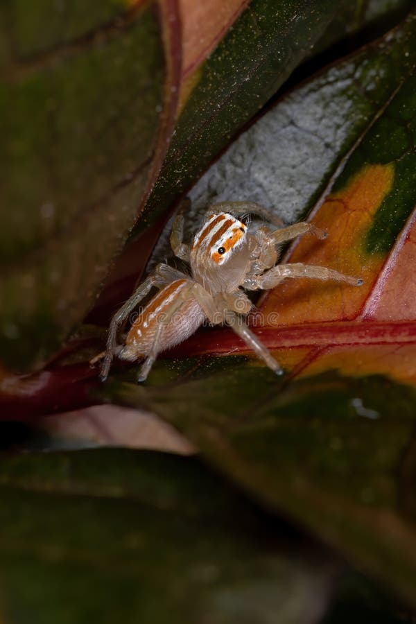 Jumping Spider stock photo. Image of animal, isolated - 195388734
